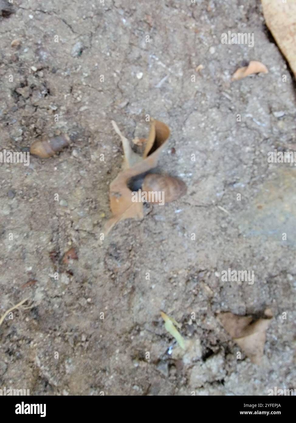 Decollate Snail (Rumina decollata Stock Photo - Alamy