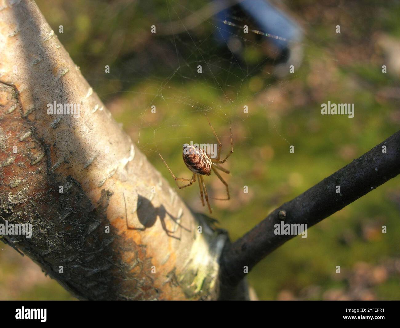 Common sheetweb spider (Linyphia triangularis Stock Photo - Alamy