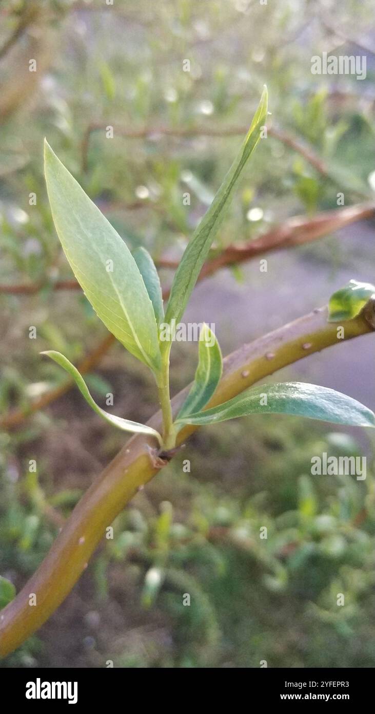 hybrid crack willow (Salix × fragilis Stock Photo - Alamy