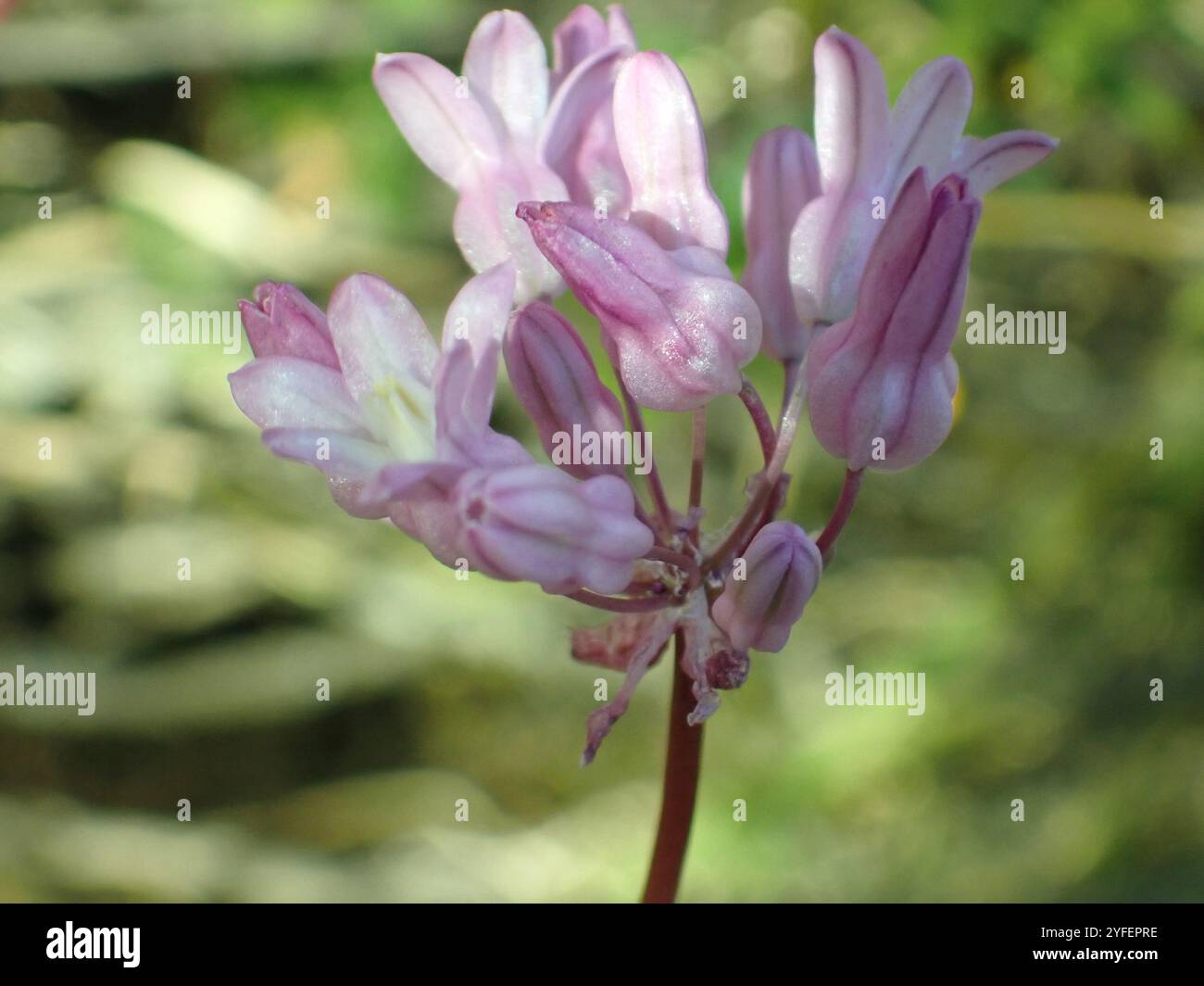 twining snakelily (Dichelostemma volubile Stock Photo - Alamy