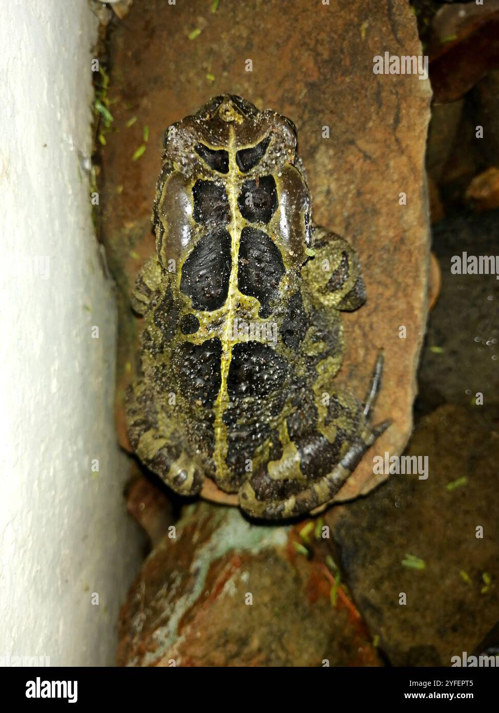 Western Leopard Toad (Sclerophrys pantherina Stock Photo - Alamy