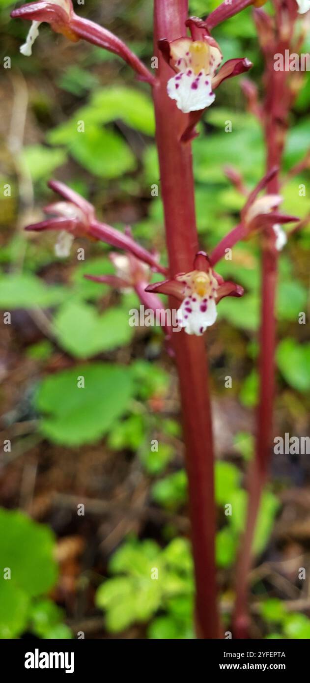 Western spotted coralroot (Corallorhiza maculata occidentalis Stock ...