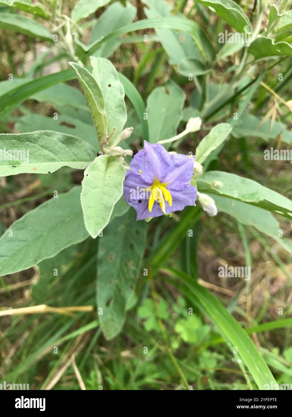 silverleaf nightshade (Solanum elaeagnifolium Stock Photo - Alamy