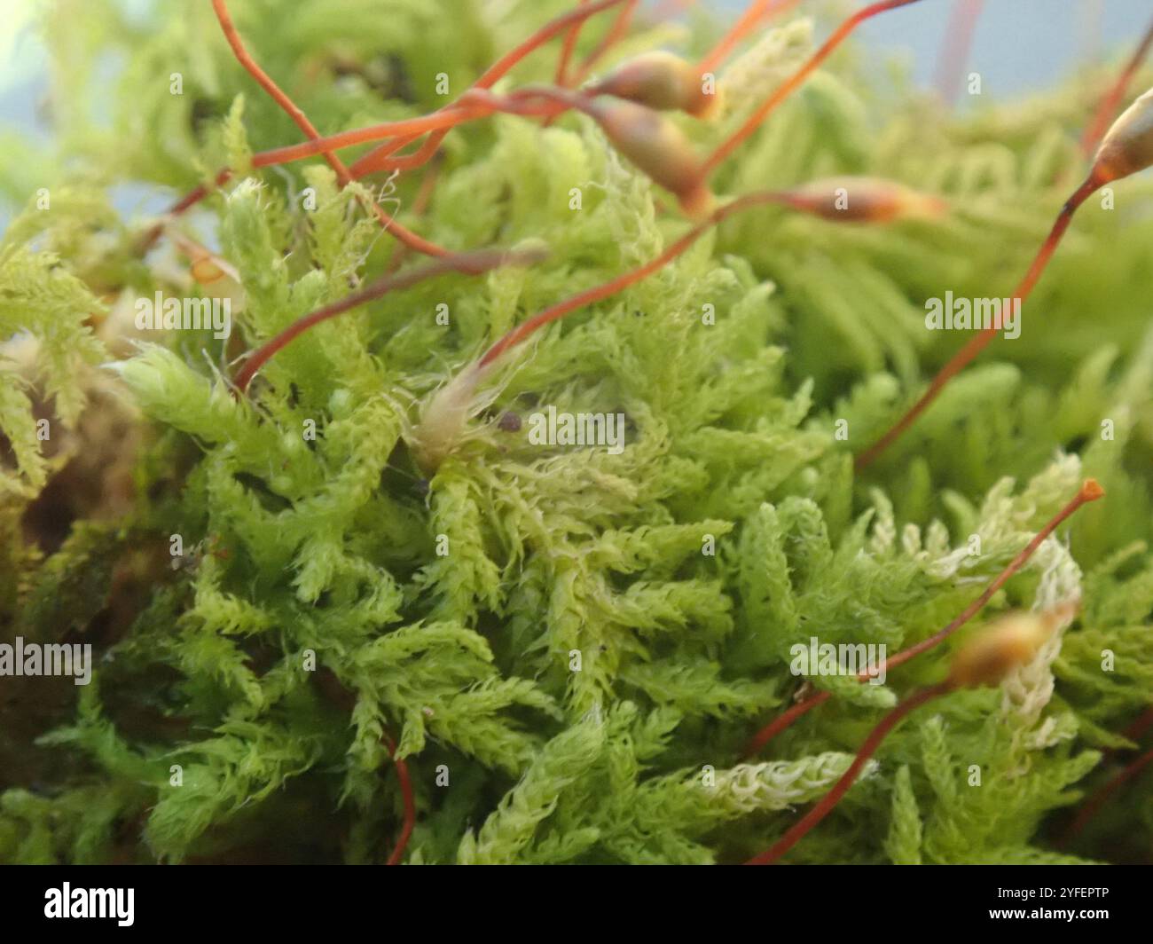 crispleaf roughmoss (Claopodium crispifolium Stock Photo - Alamy