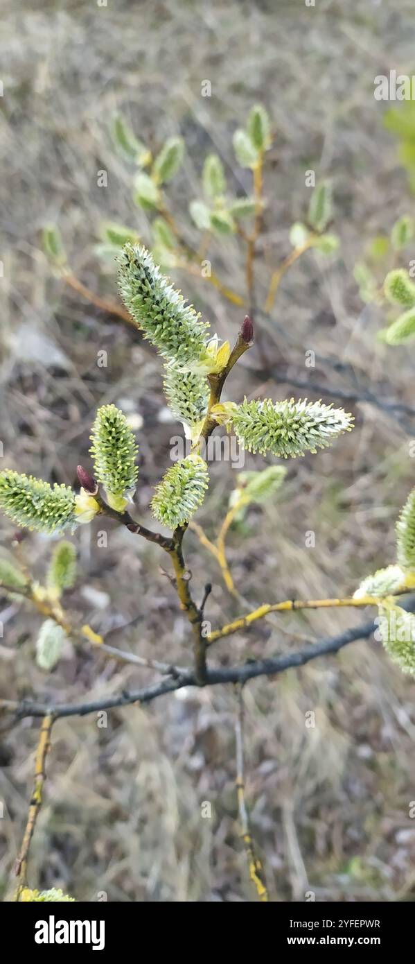 goat willow (Salix caprea Stock Photo - Alamy