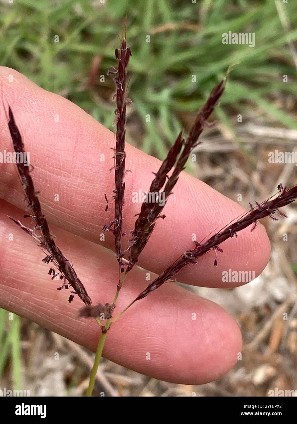 King Ranch bluestem (Bothriochloa ischaemum Stock Photo - Alamy