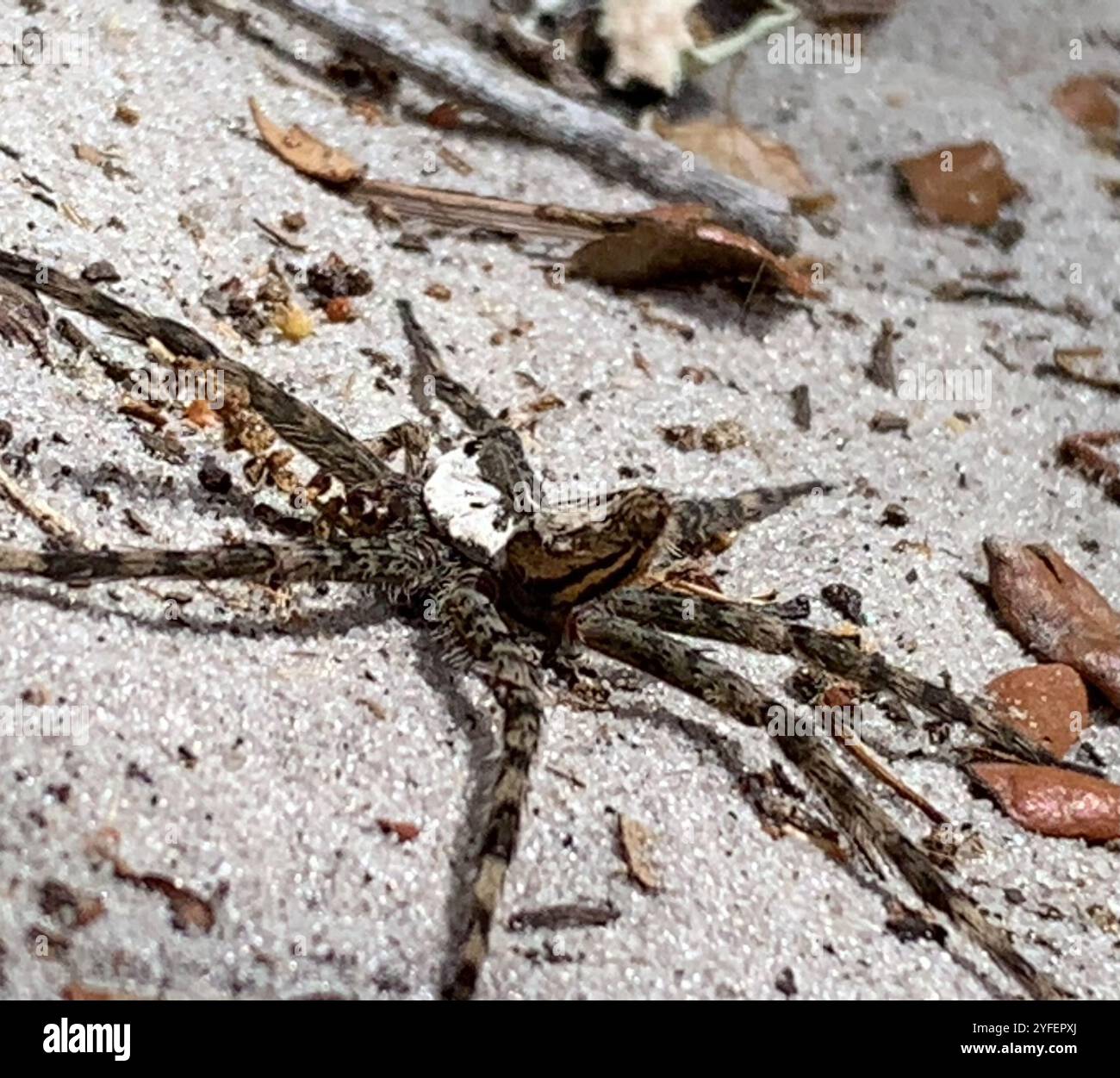 Dolomedes albineus hi-res stock photography and images - Alamy