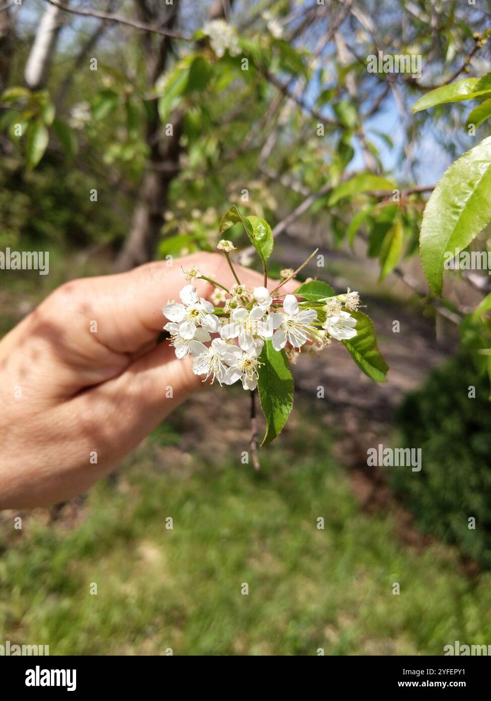 fire cherry (Prunus pensylvanica Stock Photo - Alamy