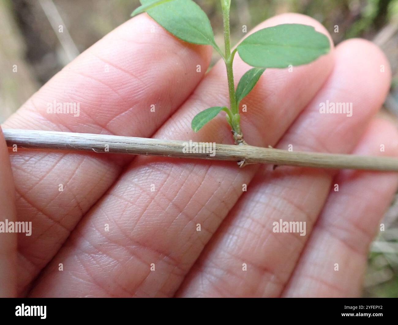 creeping snowberry (Symphoricarpos mollis Stock Photo - Alamy