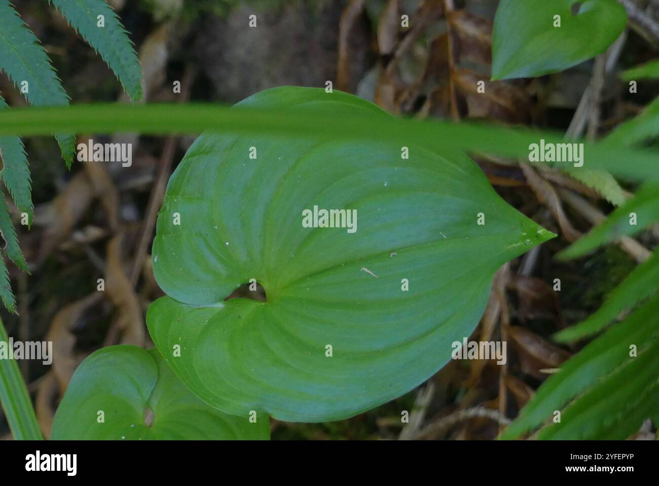 Western Lily of the Valley (Maianthemum dilatatum Stock Photo - Alamy