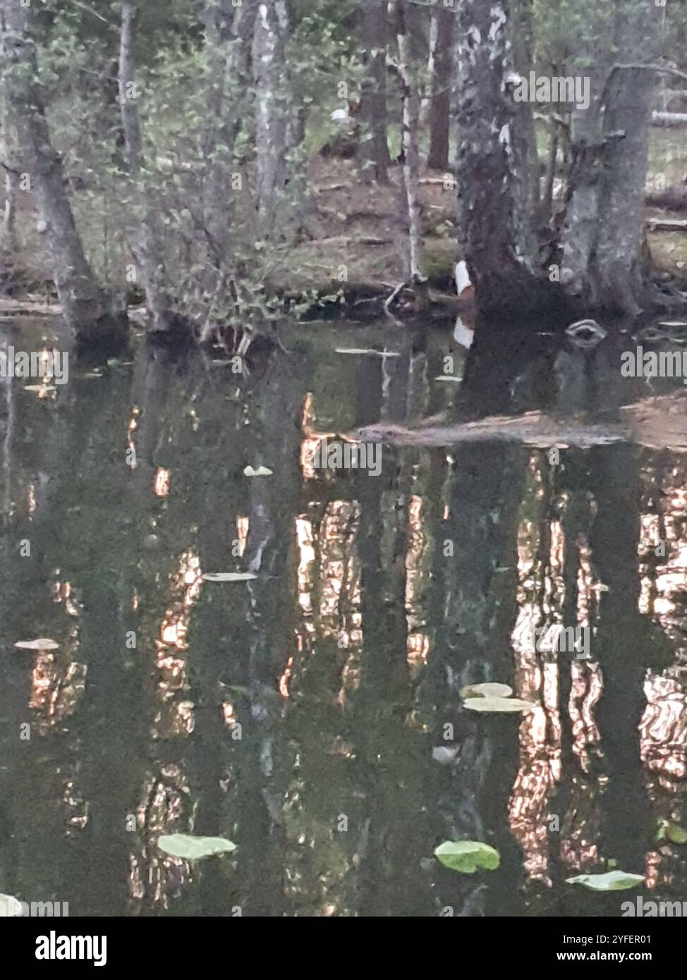Eurasian Beaver (Castor fiber Stock Photo - Alamy