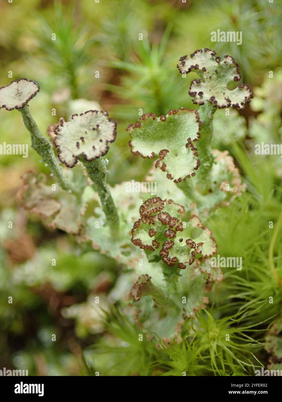 Cladonia verticillata hi-res stock photography and images - Alamy