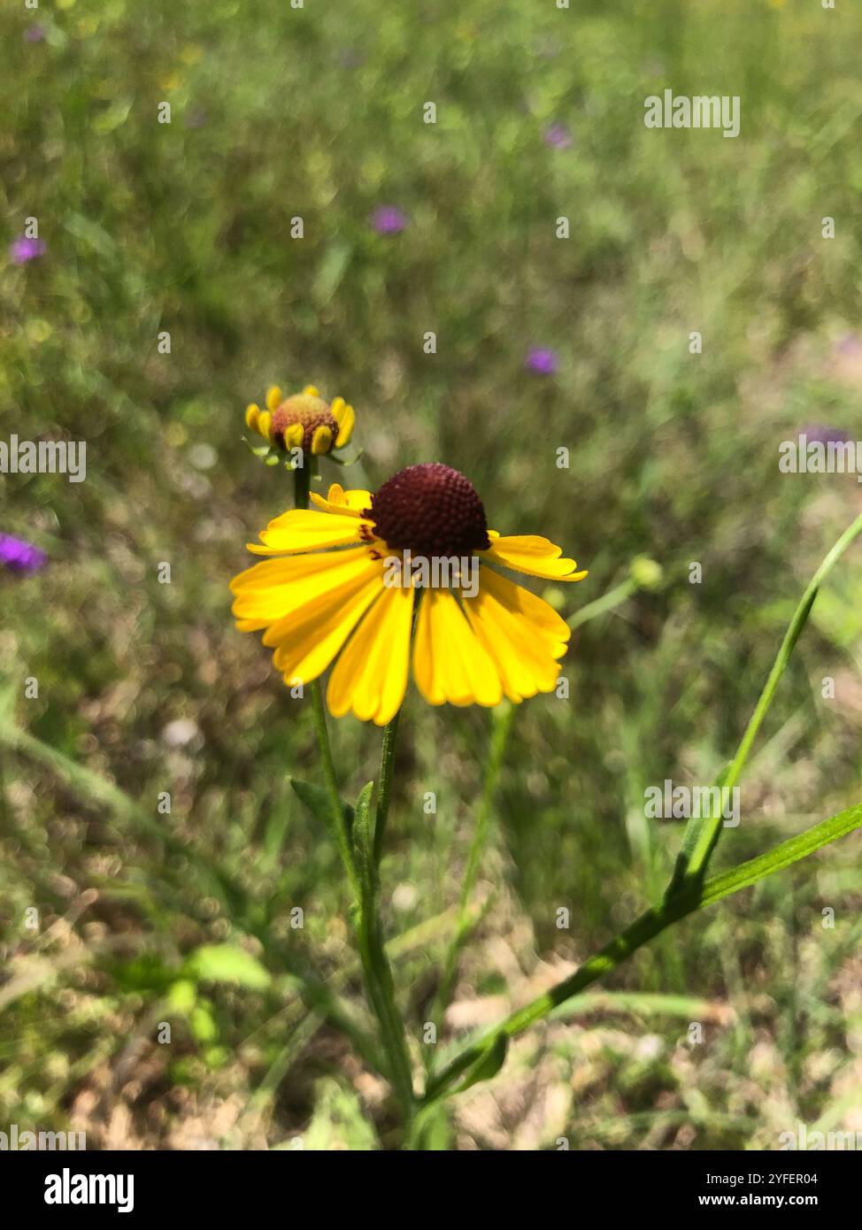 Southern Sneezeweed (Helenium flexuosum Stock Photo - Alamy