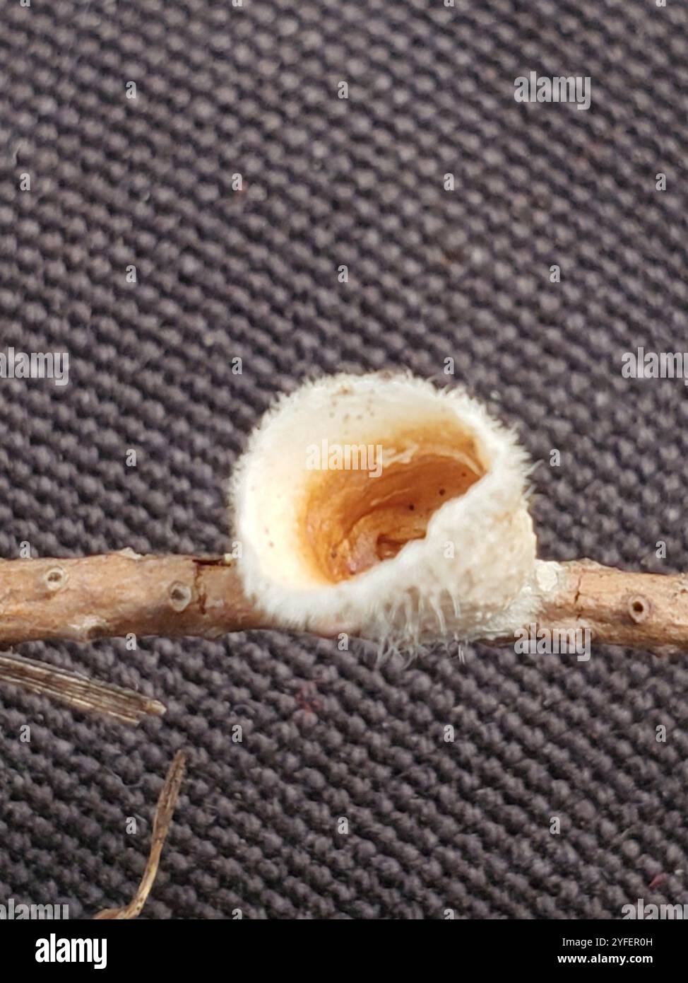 woolly bird's nest fungus (Nidula niveotomentosa Stock Photo - Alamy