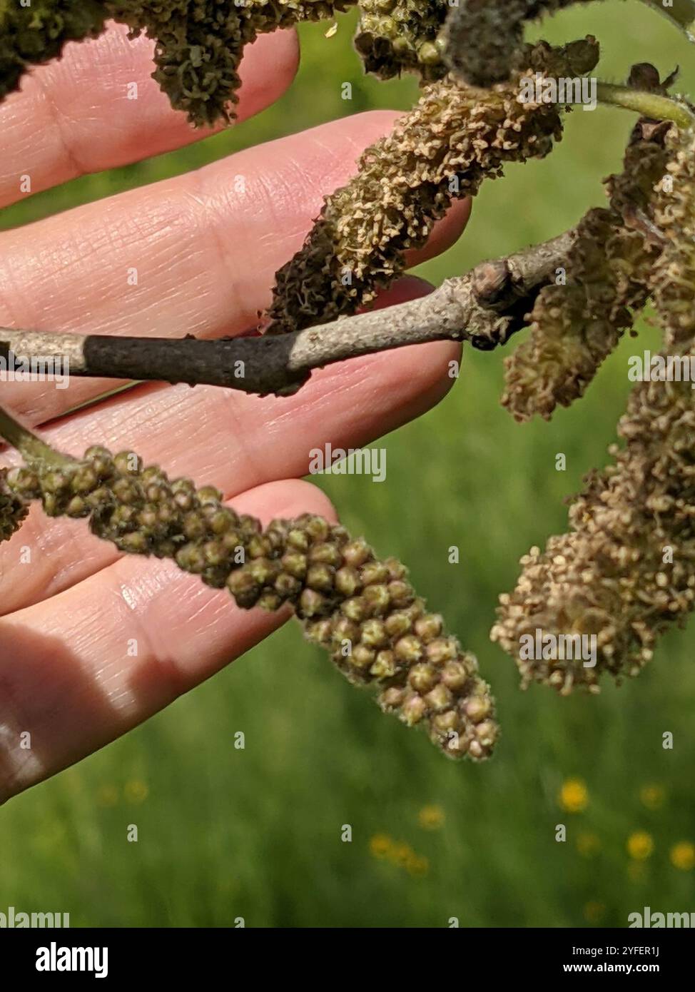 red mulberry (Morus rubra Stock Photo - Alamy