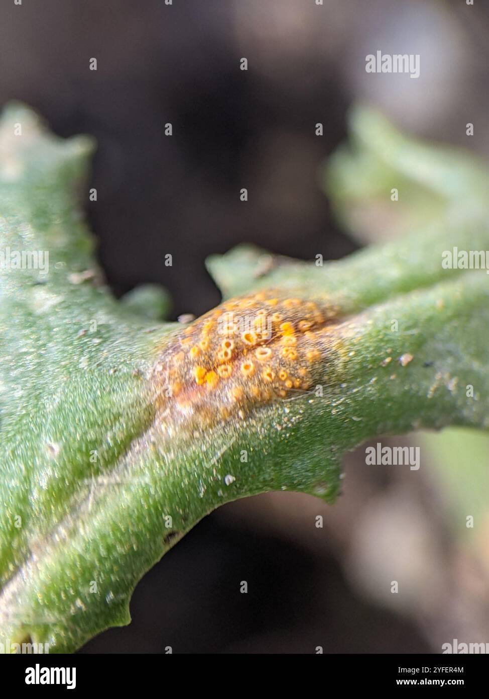Groundsel crown rust (Puccinia lagenophorae Stock Photo - Alamy
