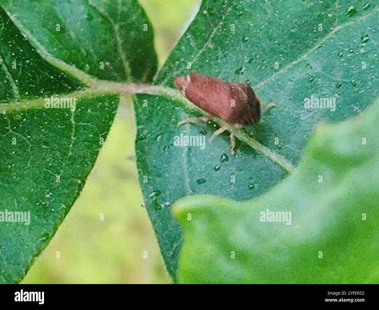 Keeled treehopper hi-res stock photography and images - Alamy