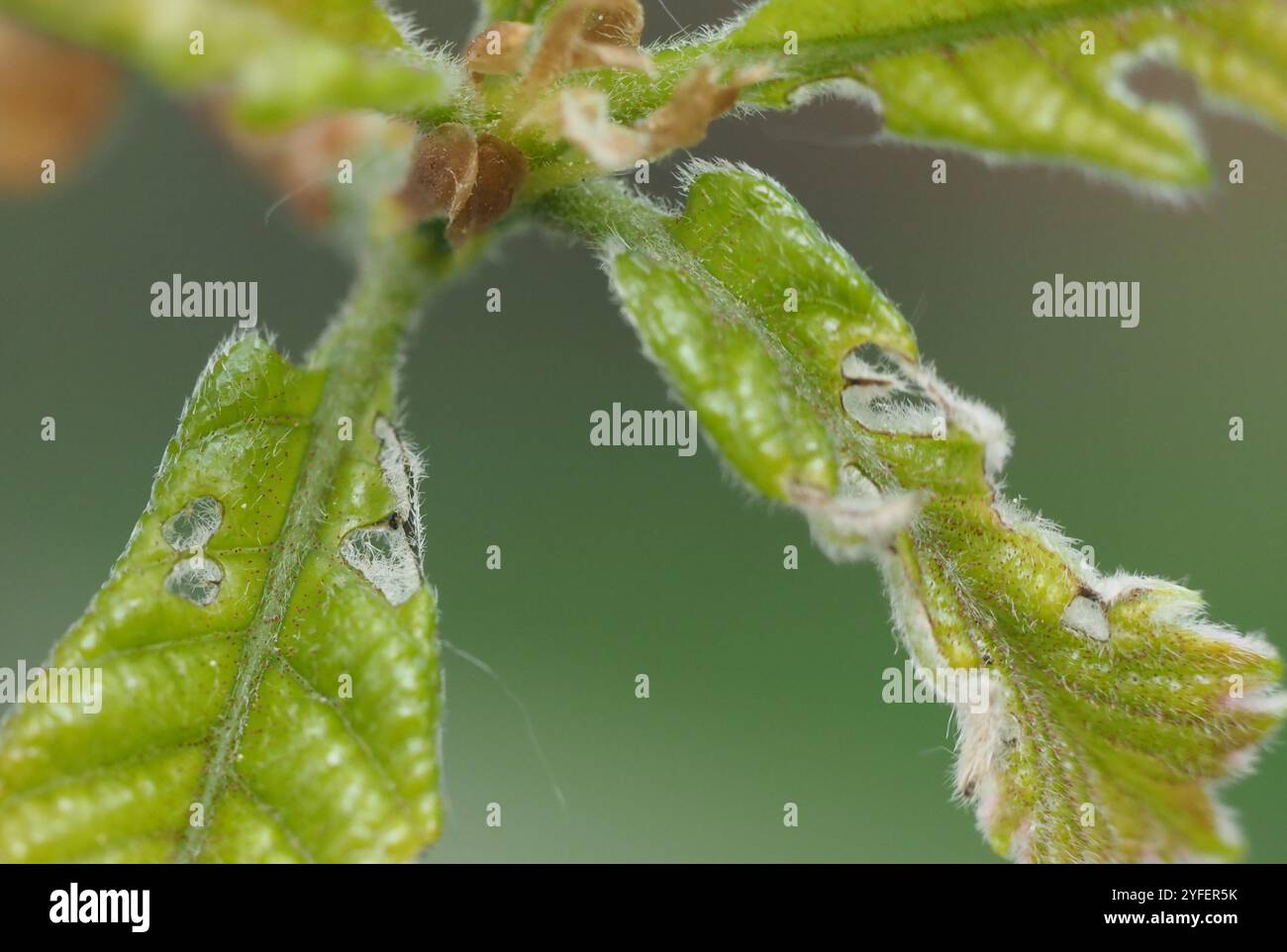 Spring Cankerworm Moth (Paleacrita vernata Stock Photo - Alamy