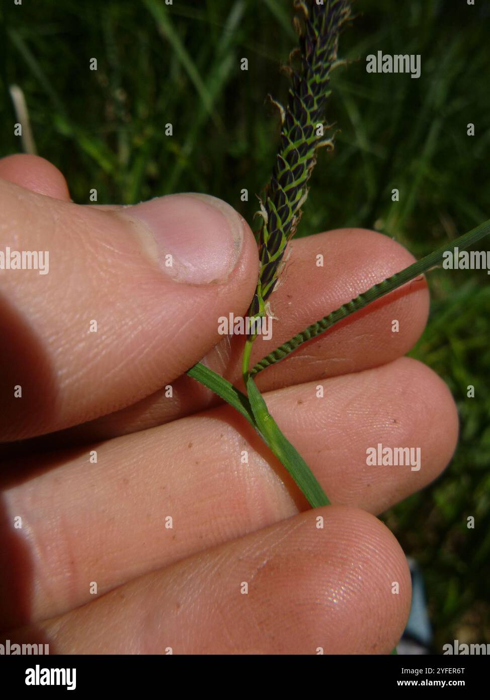 Tufted-sedge (Carex elata Stock Photo - Alamy