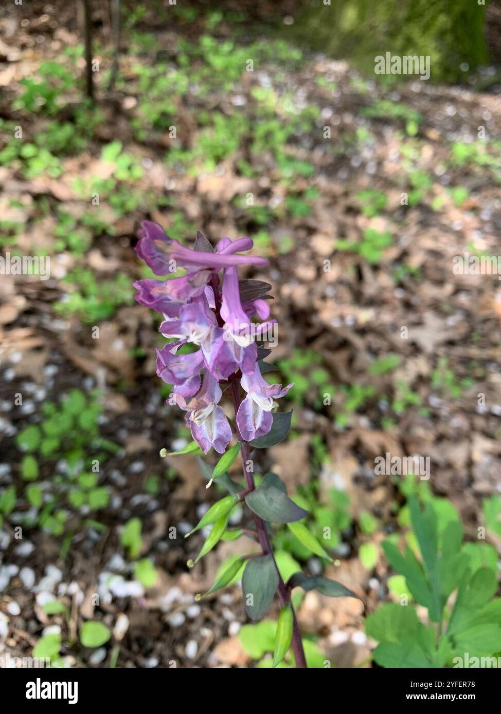 Hollowroot (Corydalis cava Stock Photo - Alamy