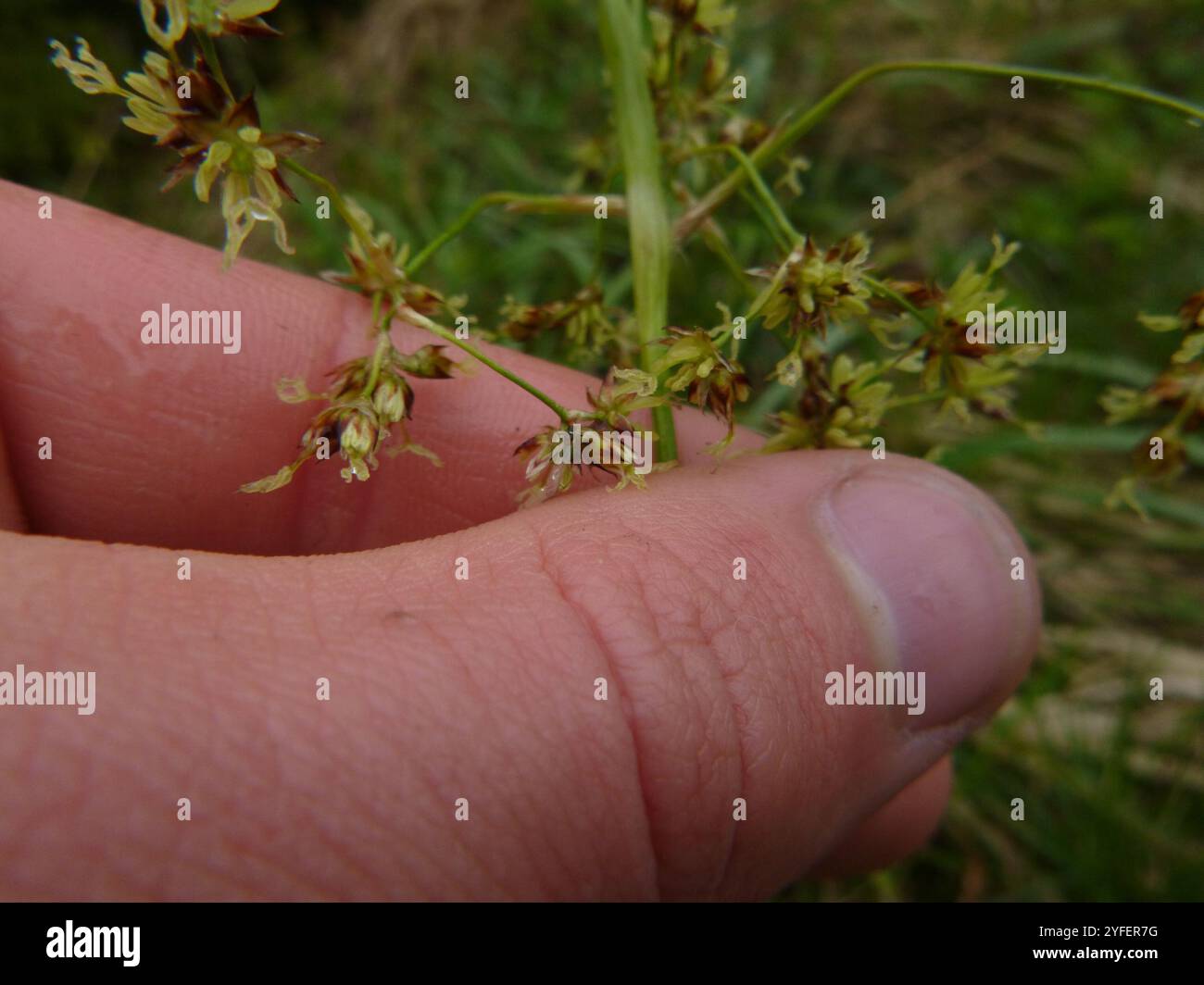 Great Woodrush (Luzula sylvatica Stock Photo - Alamy