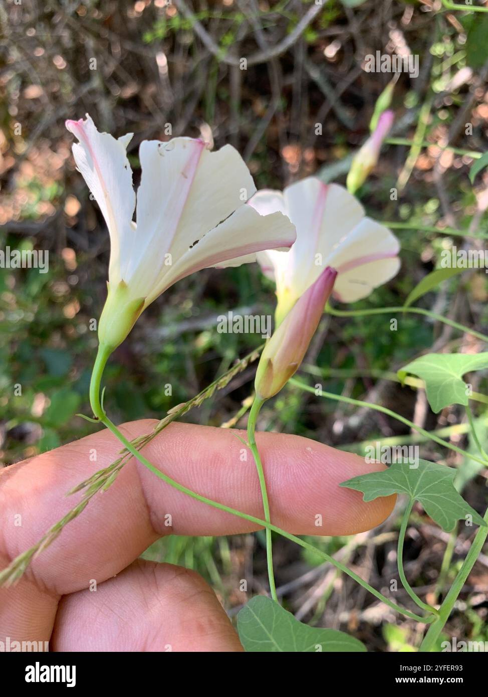 Pacific false bindweed (Calystegia purpurata purpurata Stock Photo - Alamy