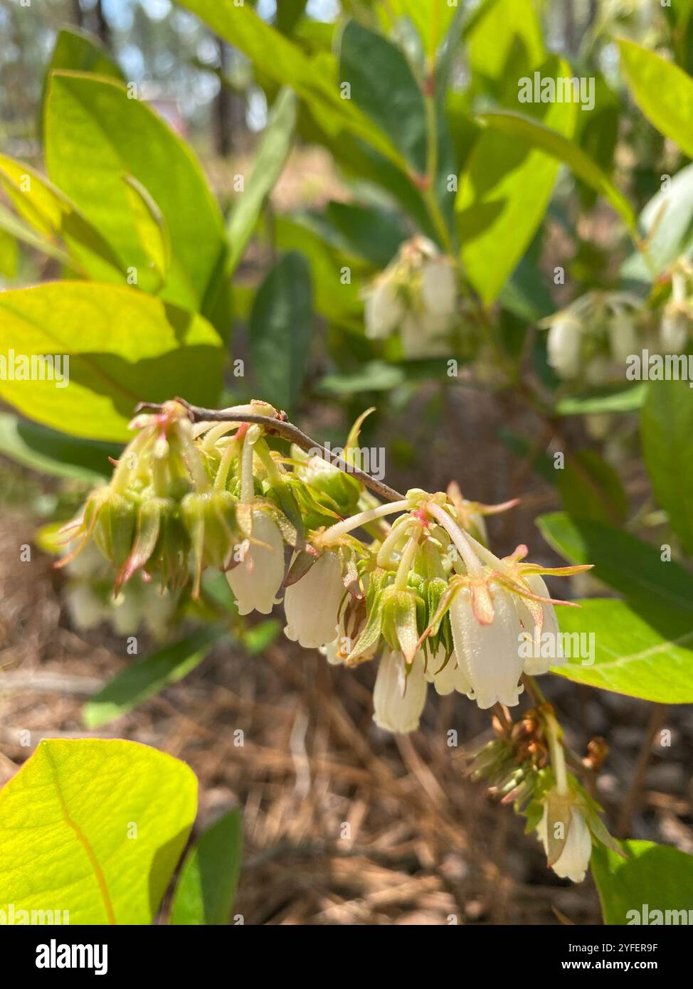 staggerbush (Lyonia mariana Stock Photo - Alamy