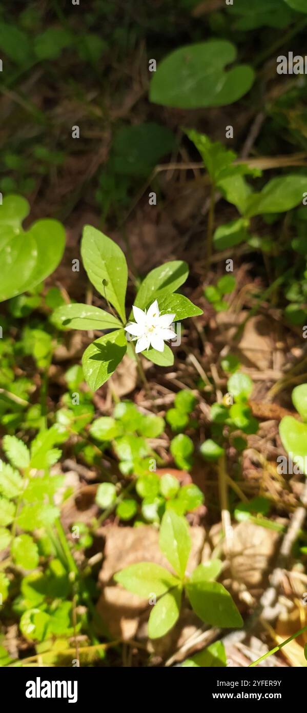 Arctic Starflower (Lysimachia europaea Stock Photo - Alamy