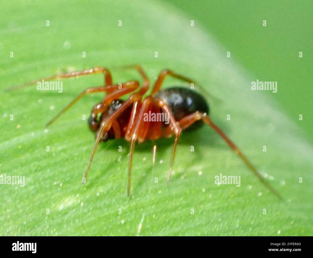 Sheetweb and Dwarf Weavers (Linyphiidae Stock Photo - Alamy