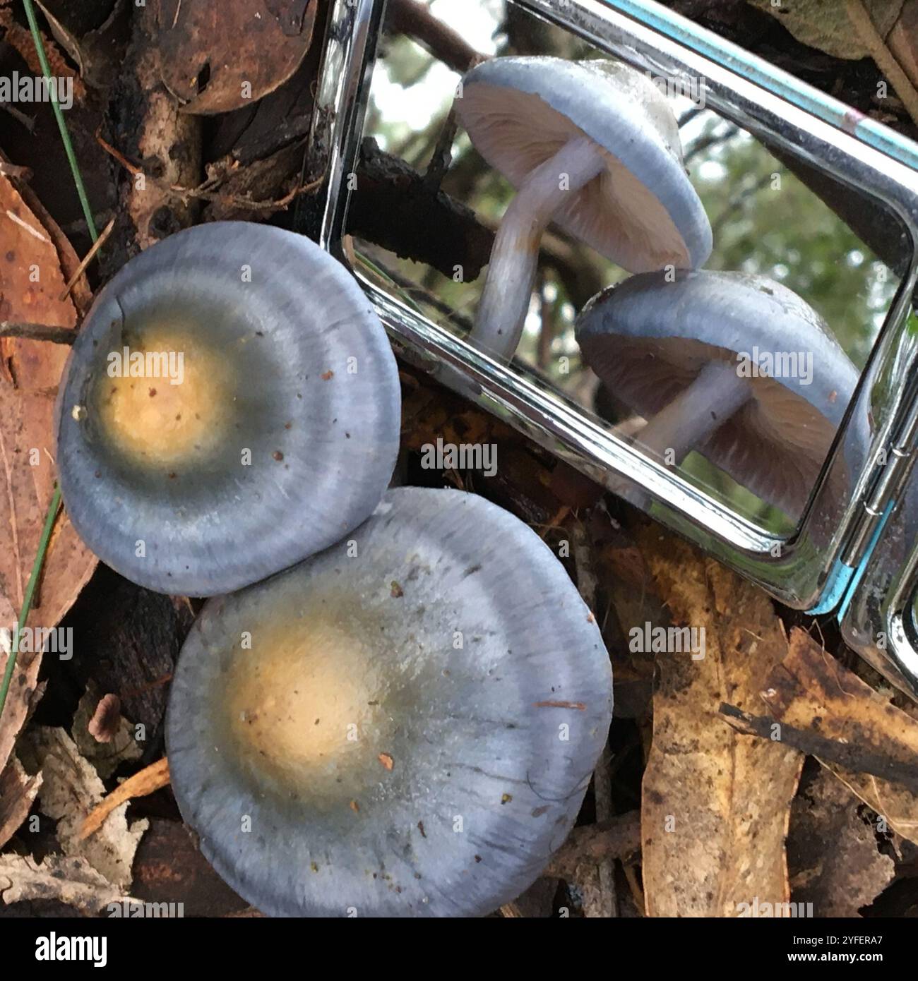elegant blue webcap (Cortinarius rotundisporus Stock Photo - Alamy