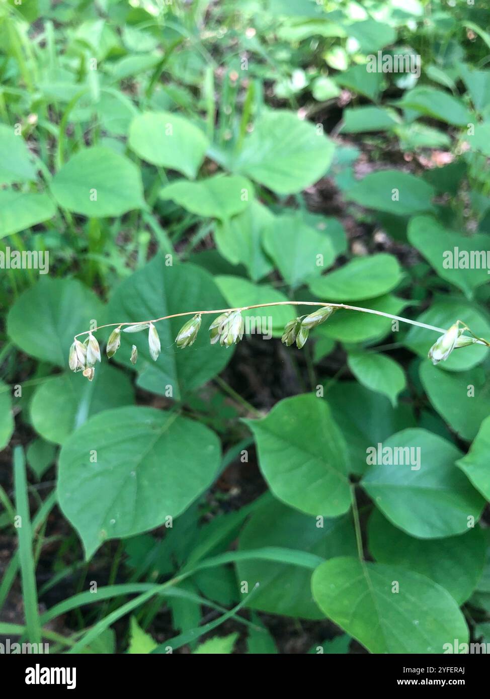 Twoflower Melicgrass (Melica mutica Stock Photo - Alamy