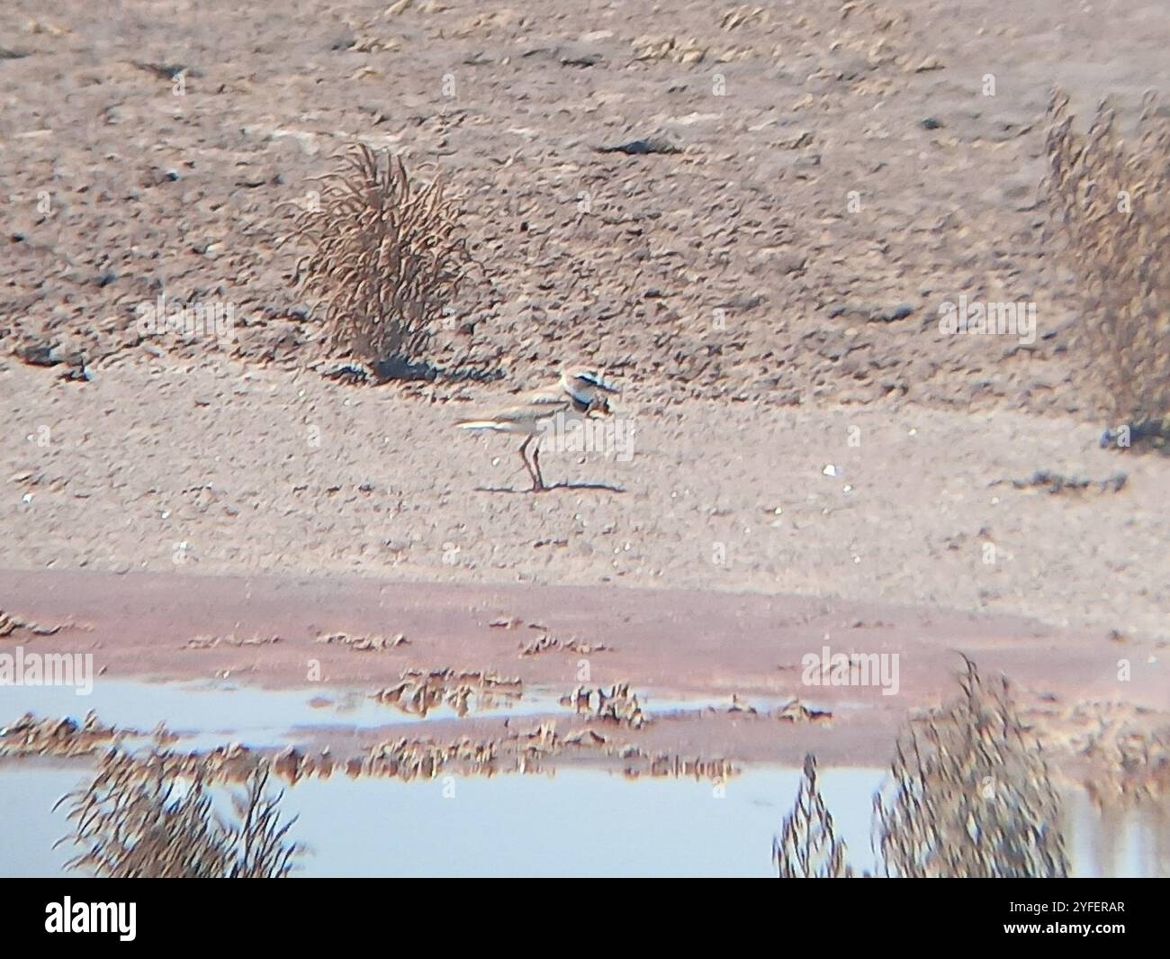 Anarhynchus wilsonia hi-res stock photography and images - Alamy