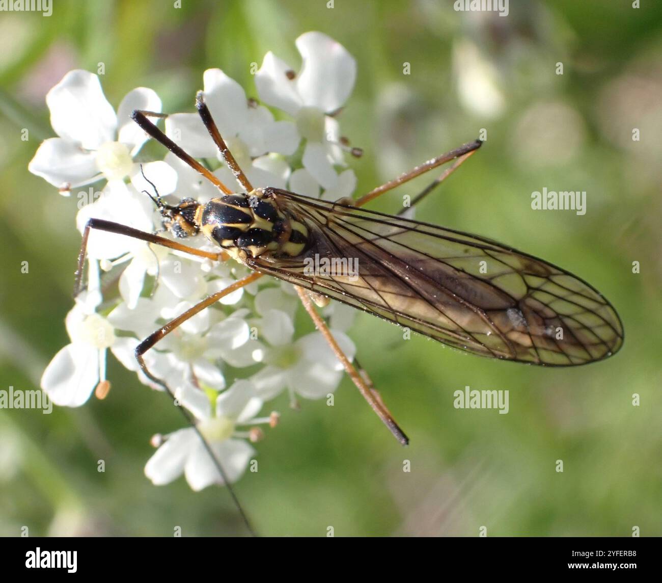 Spotted Cranefly (Nephrotoma appendiculata Stock Photo - Alamy