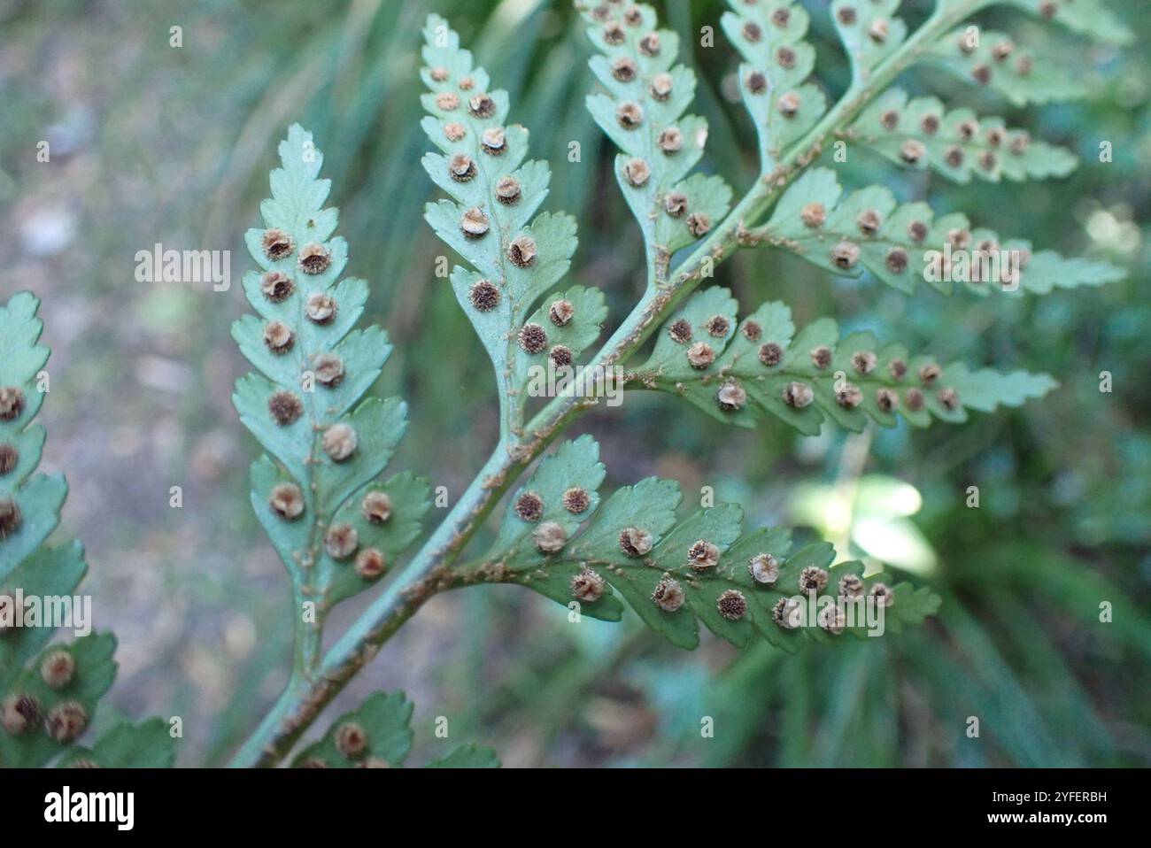 leatherleaf fern (Rumohra adiantiformis Stock Photo - Alamy