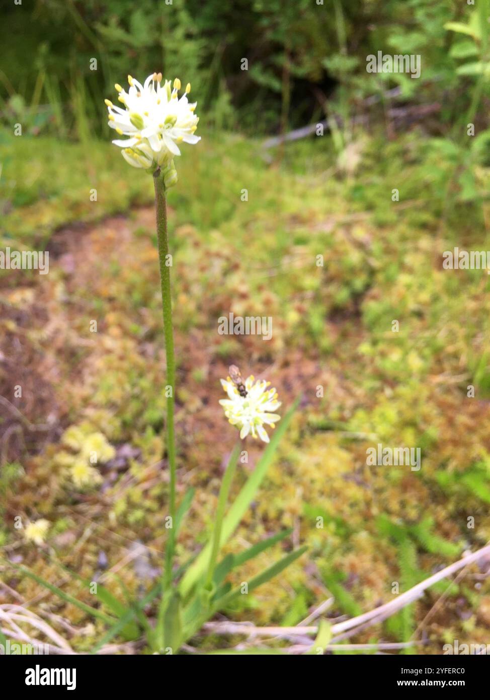 Sticky False Asphodel (Triantha glutinosa Stock Photo - Alamy