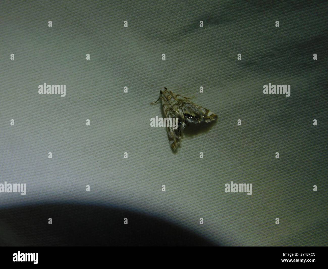 China-mark Moths (Acentropinae Stock Photo - Alamy
