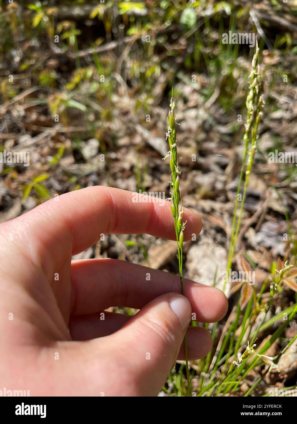 White-grained Mountain-ricegrass (Oryzopsis asperifolia Stock Photo - Alamy
