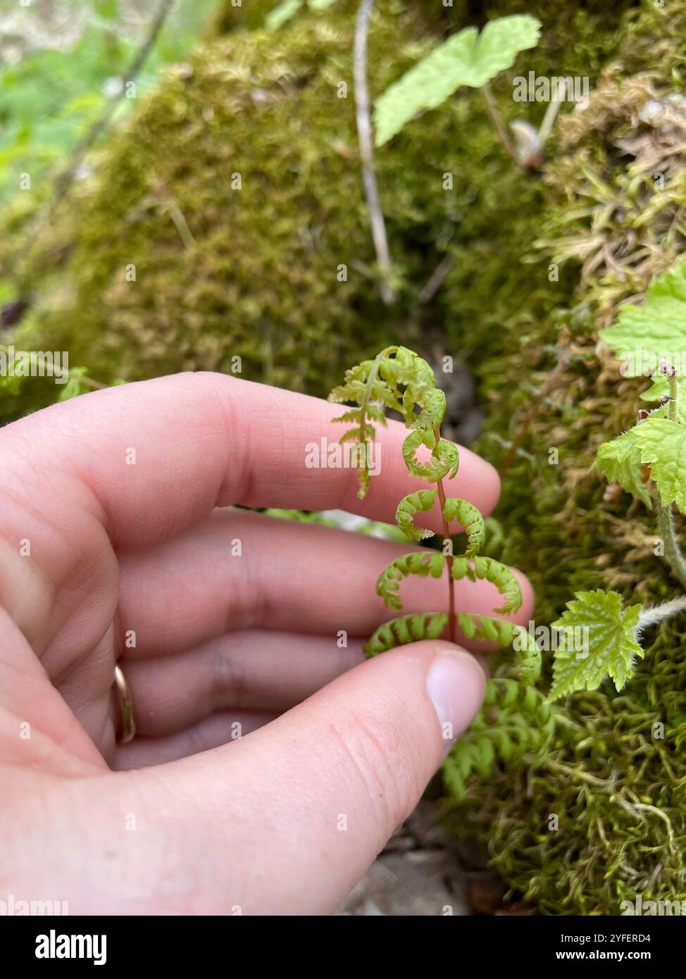 bulblet fern (Cystopteris bulbifera Stock Photo - Alamy
