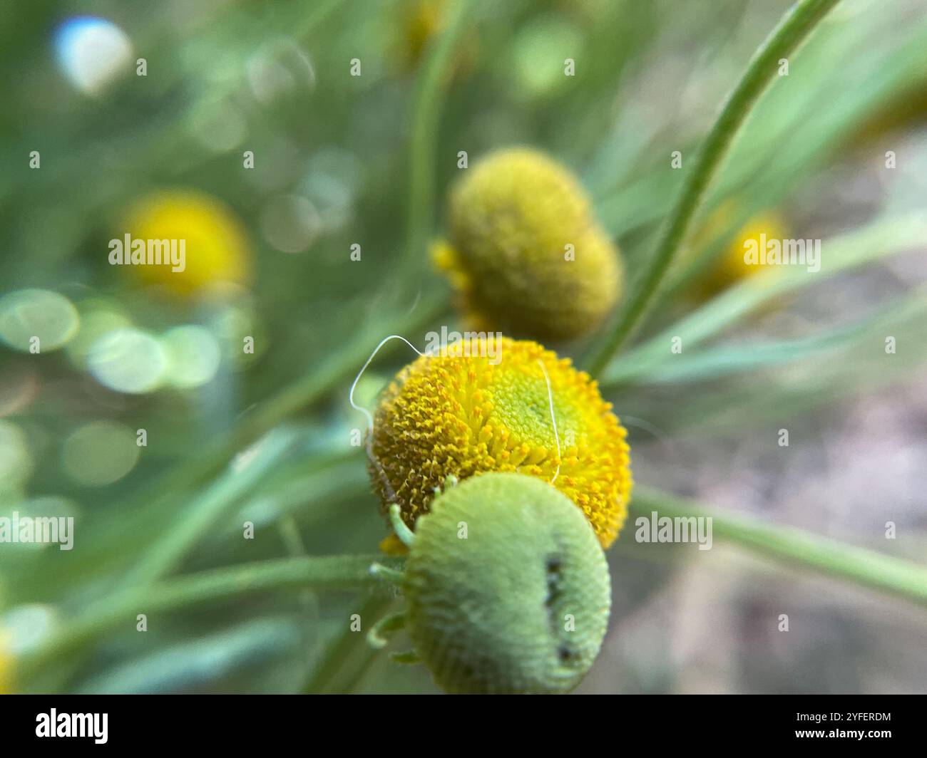 Rosilla hi-res stock photography and images - Alamy