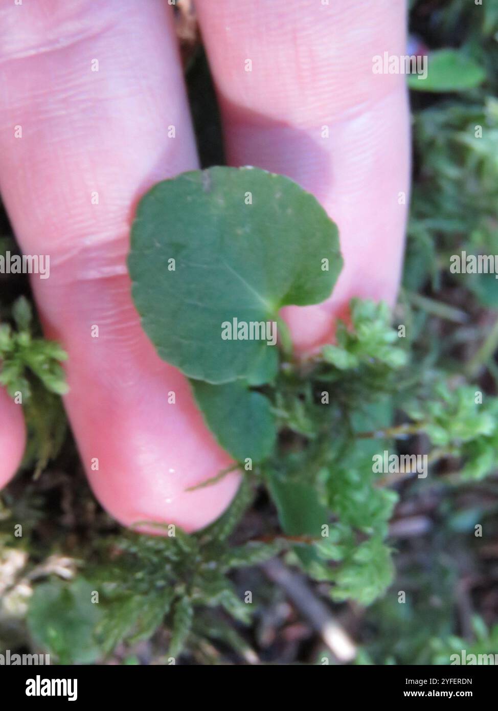 Redwood violet hi-res stock photography and images - Alamy