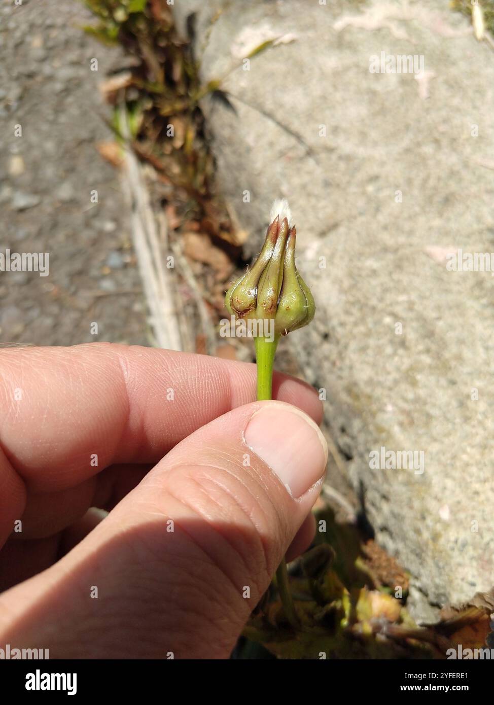 False Hawkbit (Urospermum picroides Stock Photo - Alamy