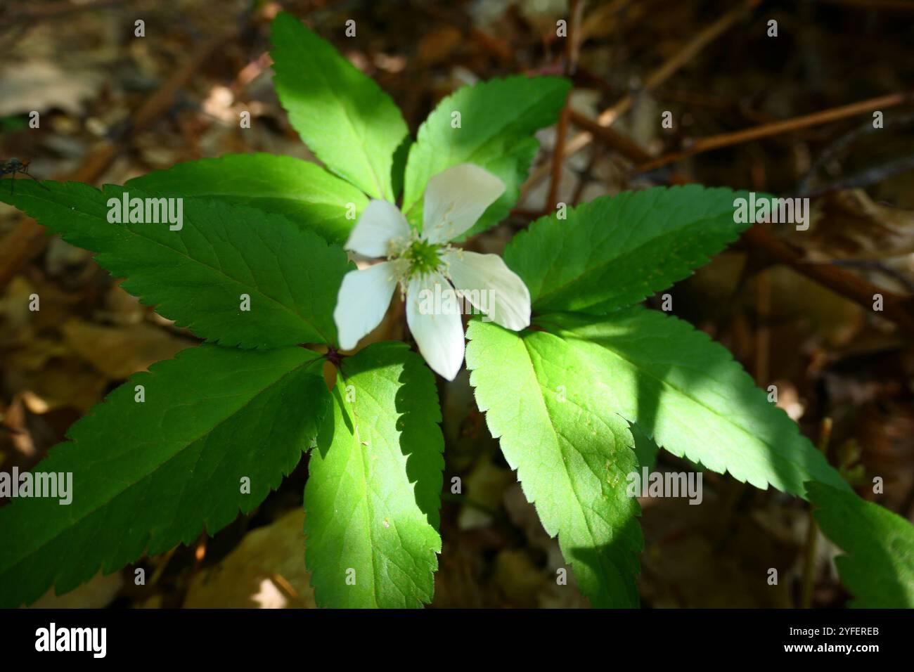 Three-leaved Anemone (Anemonoides trifolia Stock Photo - Alamy