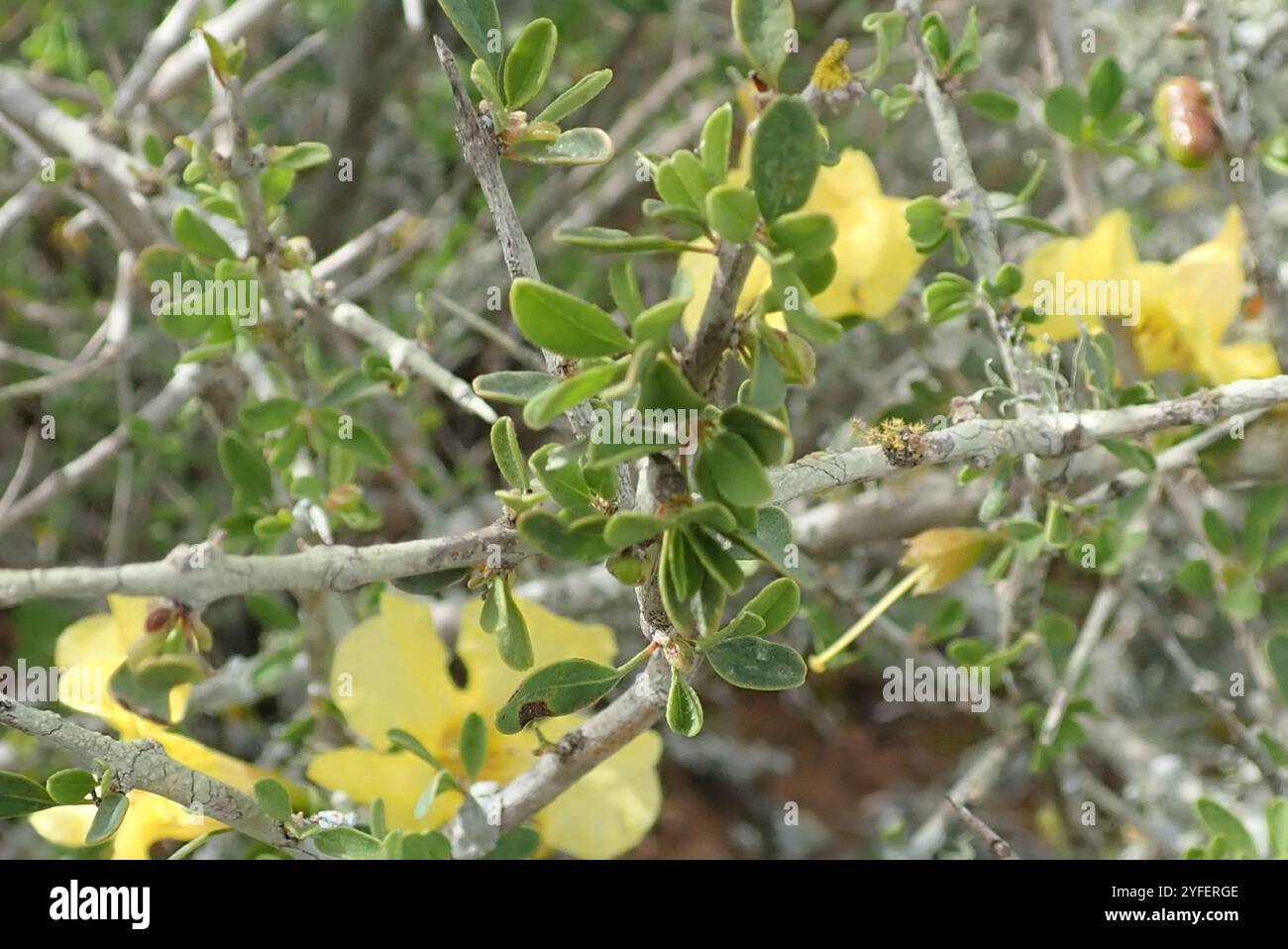 Karoo rhigozum hi-res stock photography and images - Alamy