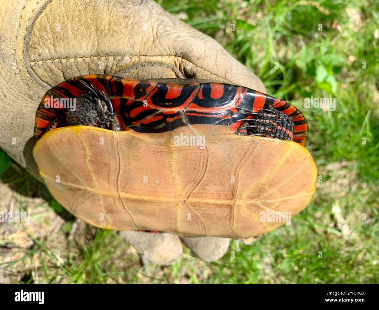 Eastern Painted Turtle (Chrysemys picta picta Stock Photo - Alamy