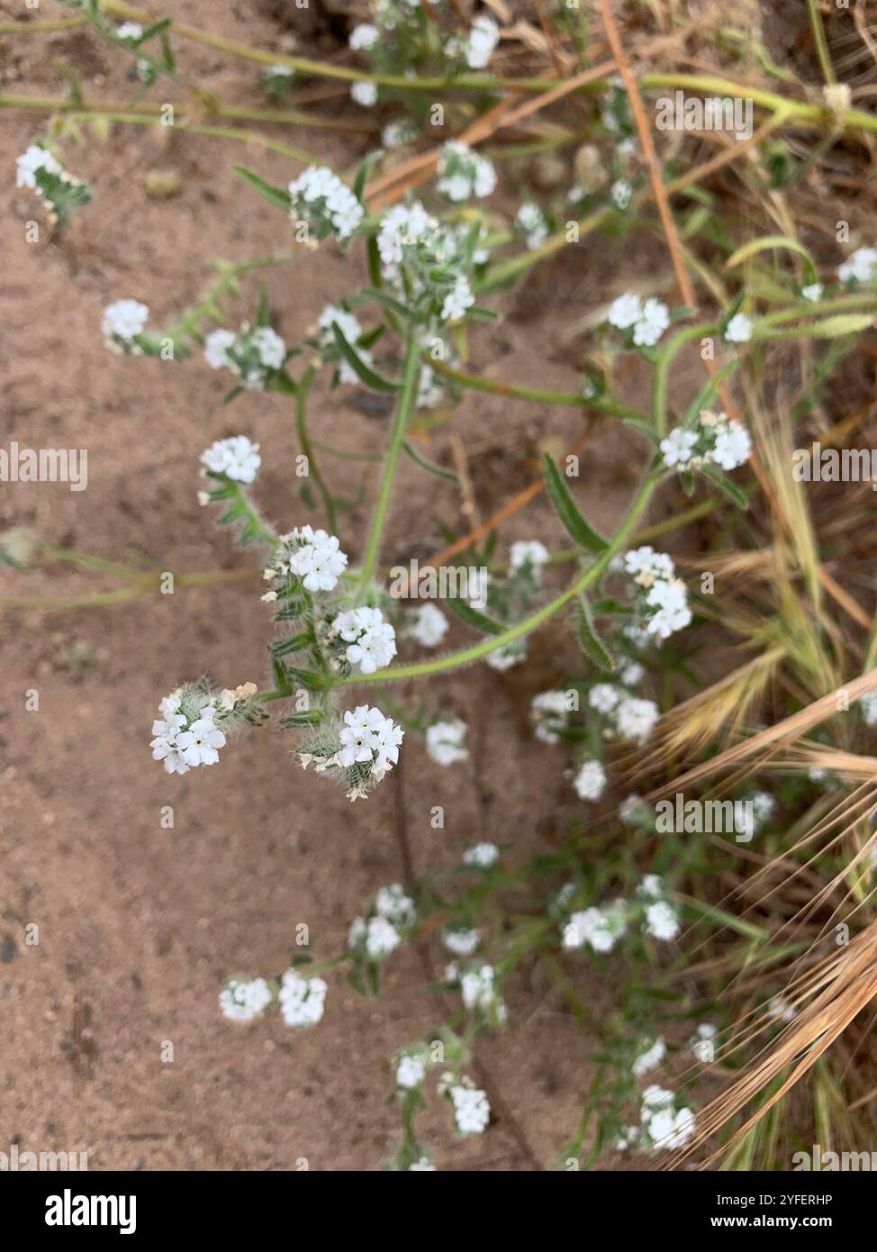 Clearwater cryptantha (Cryptantha intermedia Stock Photo - Alamy