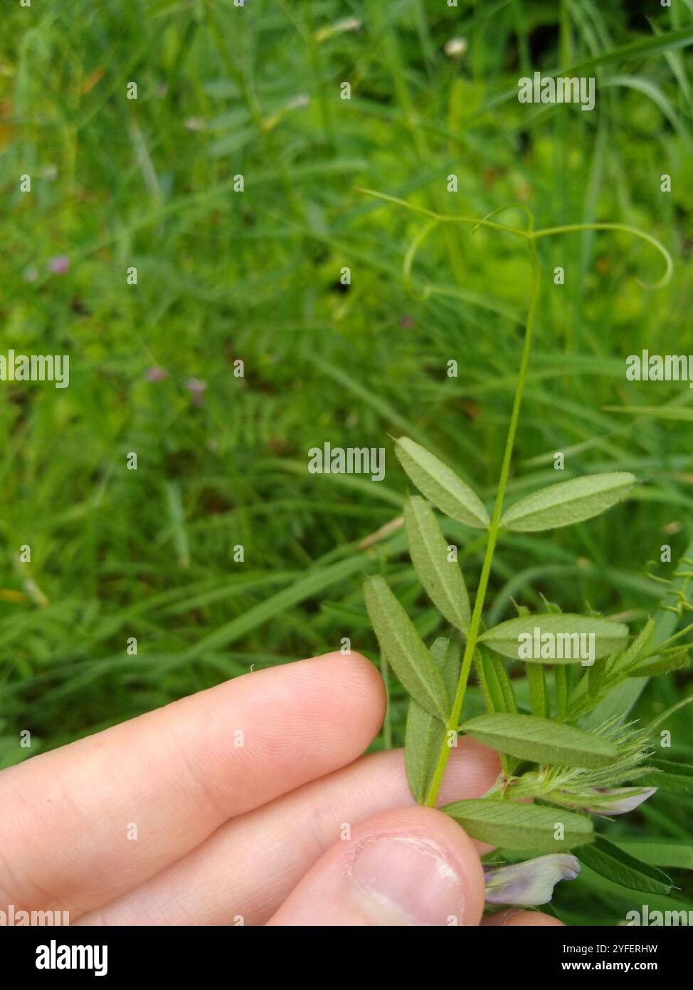 Common Vetch (Vicia sativa Stock Photo - Alamy