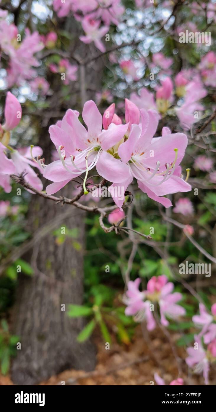 early azalea (Rhododendron prinophyllum Stock Photo - Alamy