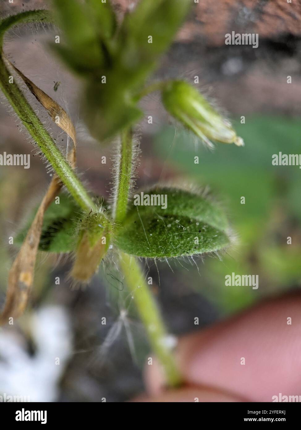 Sticky mouse-ear chickweed (Cerastium glomeratum Stock Photo - Alamy