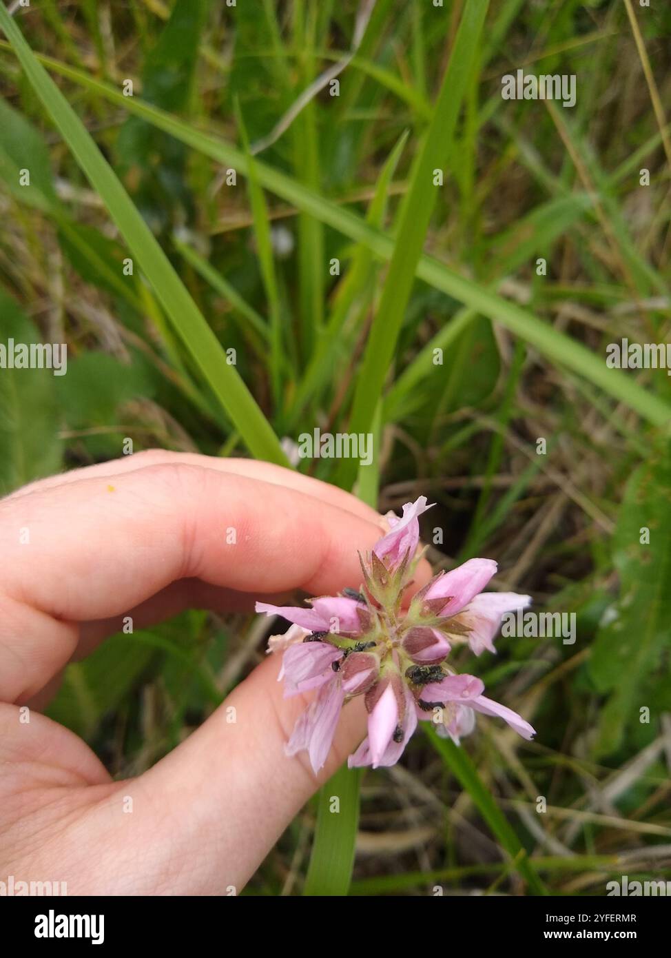 Rose Checkermallow (Sidalcea virgata Stock Photo - Alamy