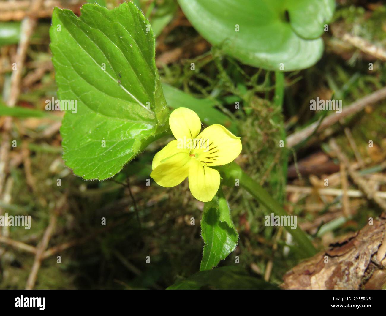 stream violet (Viola glabella Stock Photo - Alamy